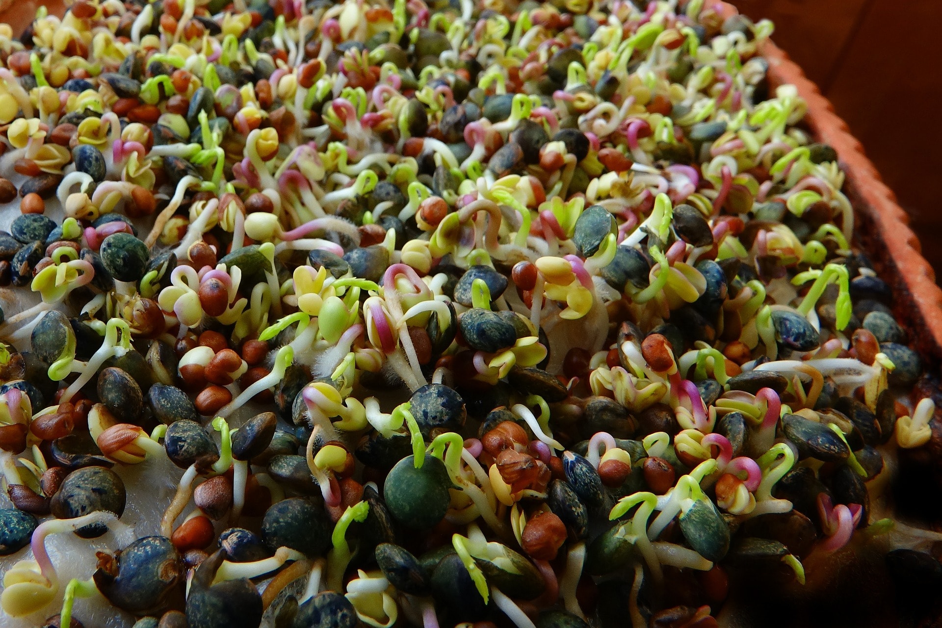 The Longevity Diet: A Feast of Remarkable Dietary Decisions