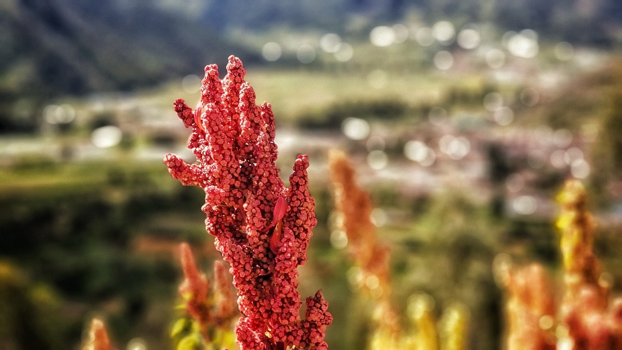 Health Benefits & Rich History of Quinoa | Healthful Hub