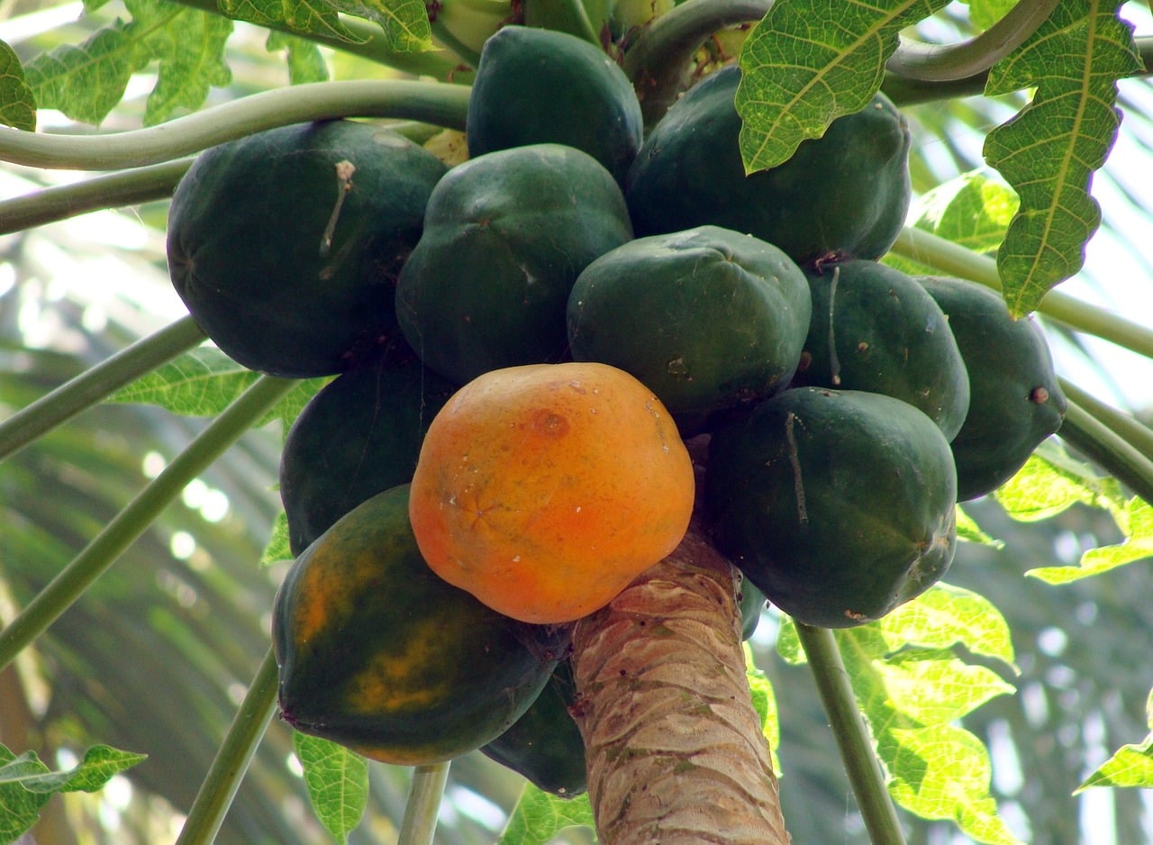 The Ultimate Papaya Guide: The Best Varieties, Nutrition, and Uses