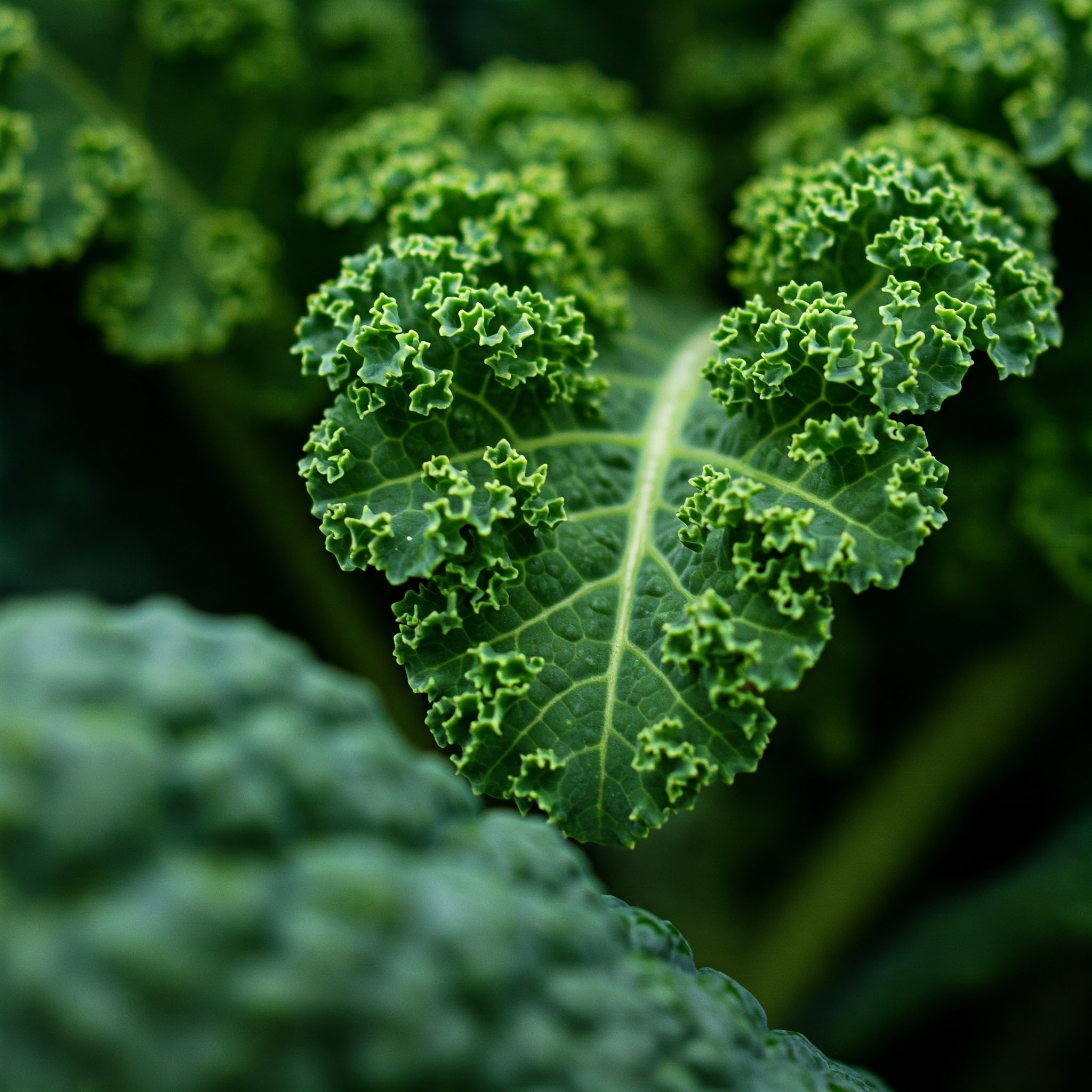 The Truth About Spinach vs. Kale: Who Wins?